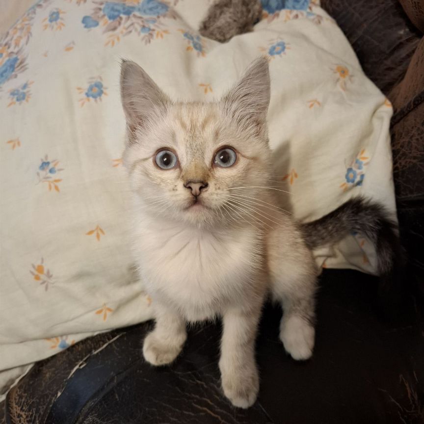 Бесплатно котенок