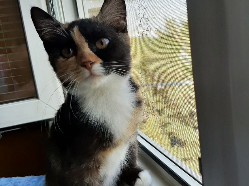 Котенку нужен дом