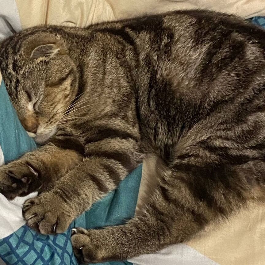 Шотландская вислоухая короткошёрстная, взрослая кошка