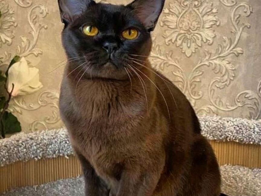 Бурманская кошечка