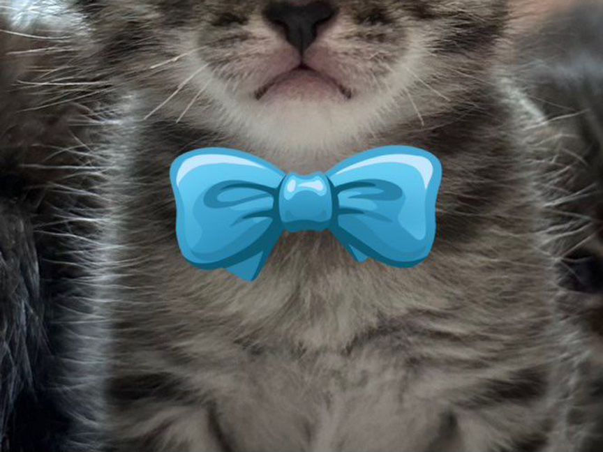 Котята в добрые руки девочки родились 24 августа