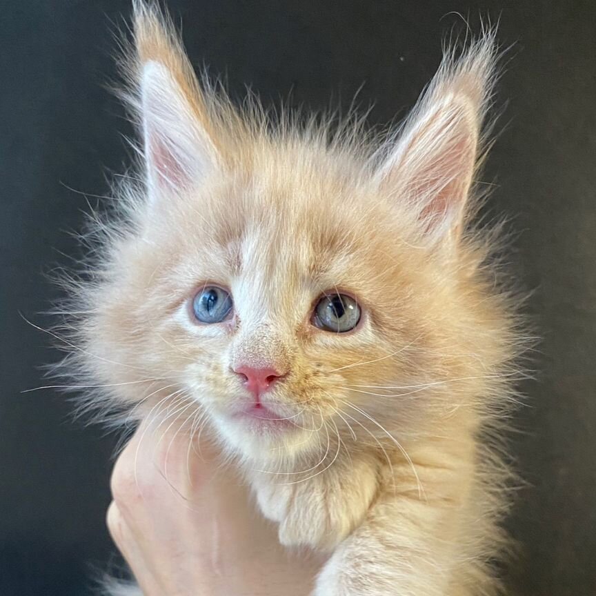 Мейн-кун мальчик крем