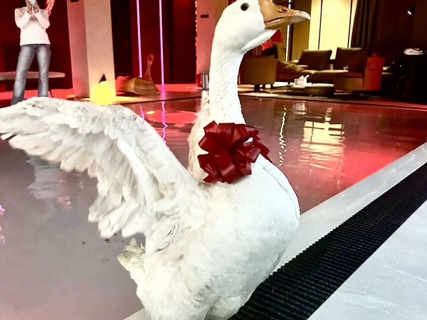 Гуси, гусь и гусыня живые, порода Линда