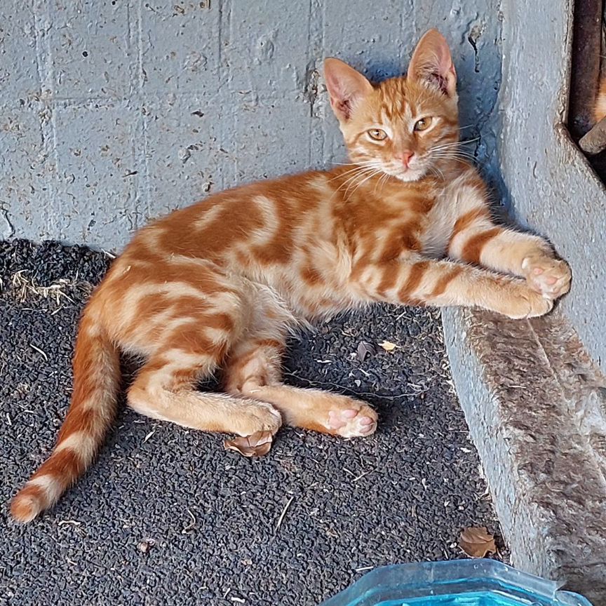 Ищу родителей