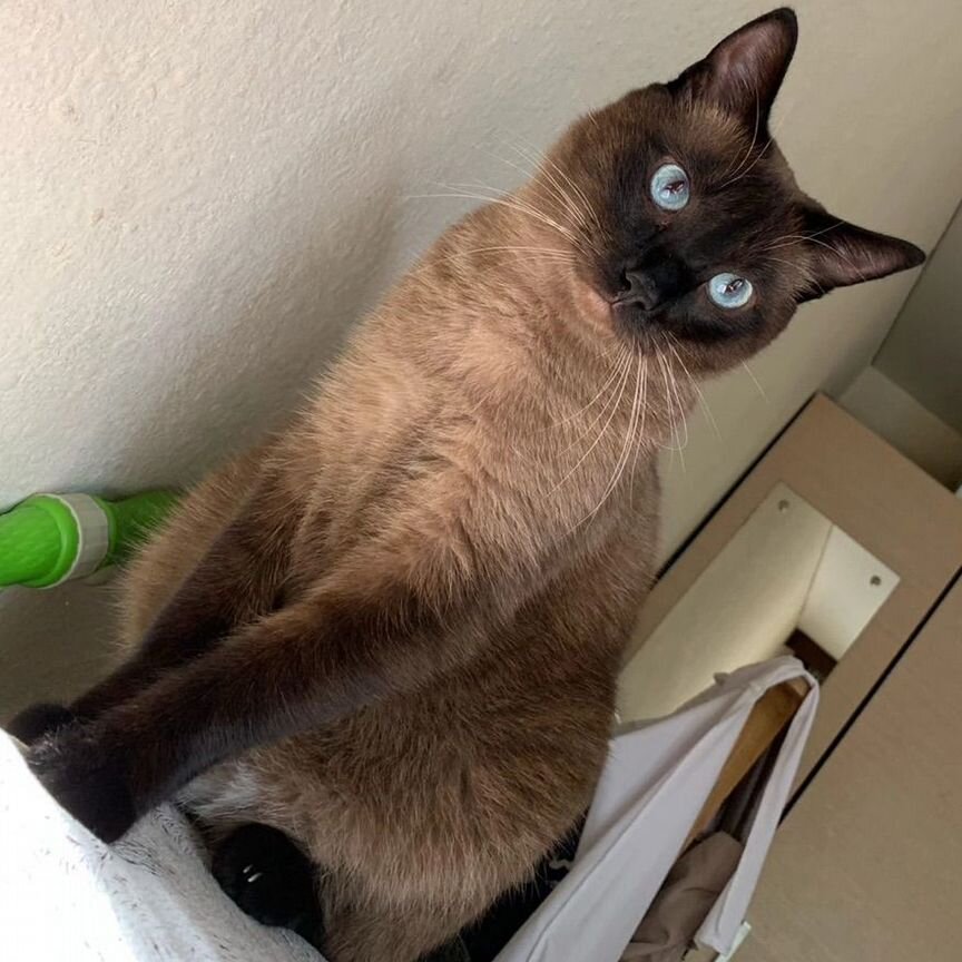 Кот