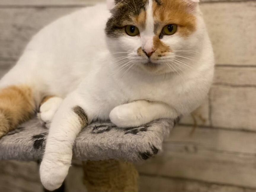 Кошка в дар