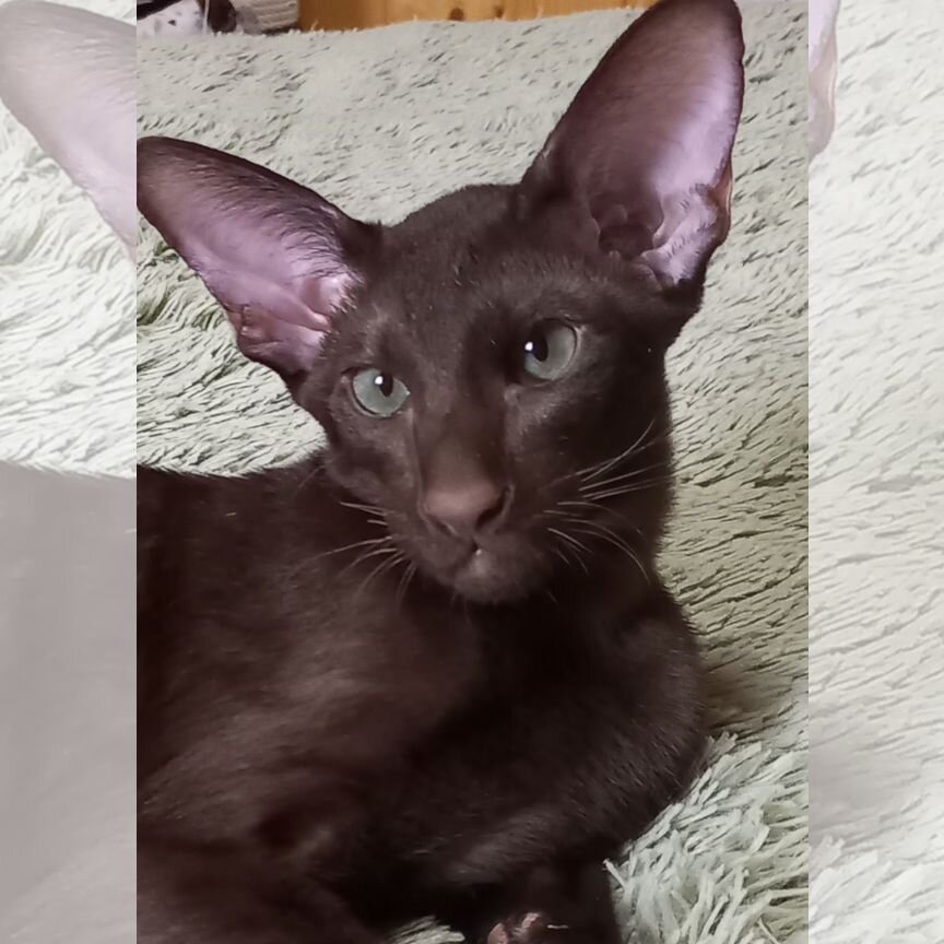 Ориентальный котёнок
