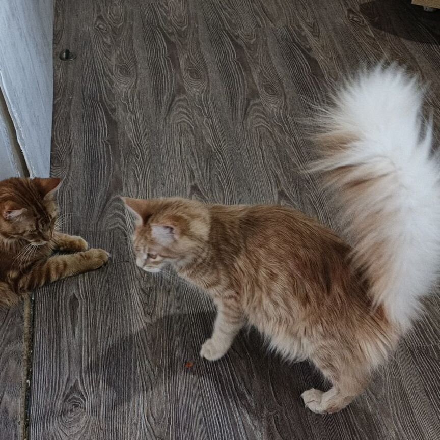 Мейн-кун котёнок