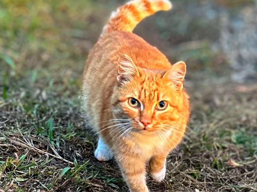 Ласковый говорливый котик живёт на улице