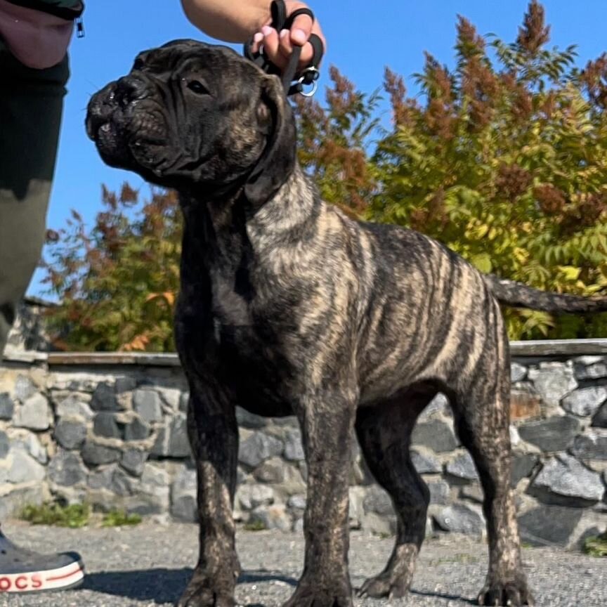 Щенок Бульмастифа