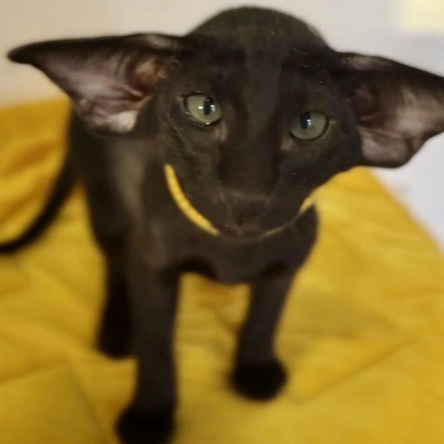 Ориентальный котёнок