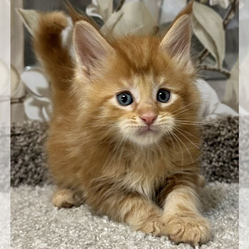 Мейн-кун котёнок