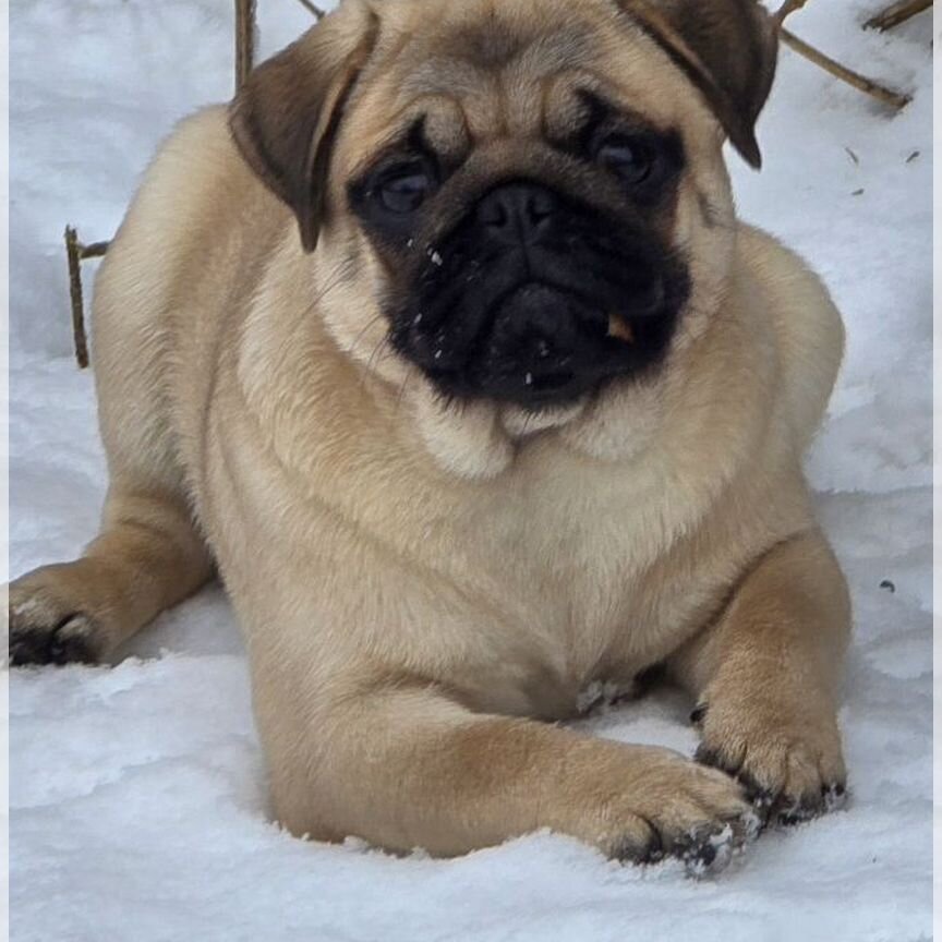 Мопс, щенок