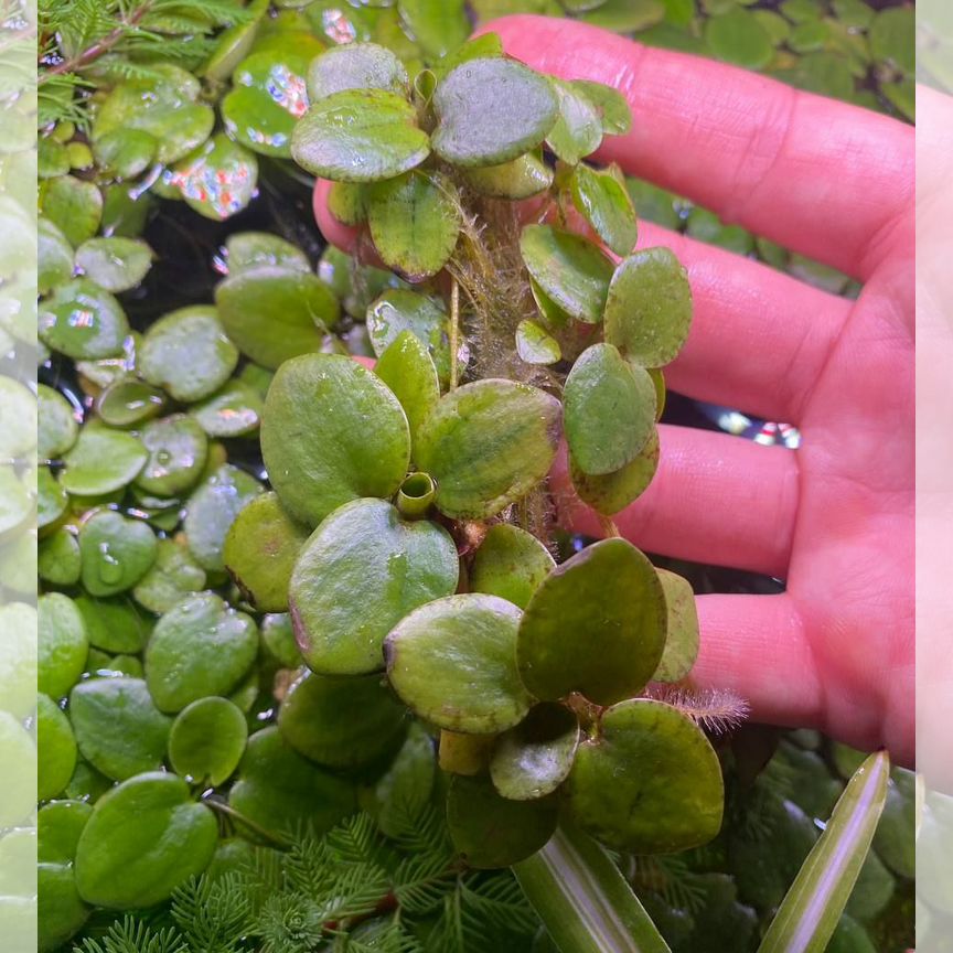 Лимнобиум (Limnobium sp.)