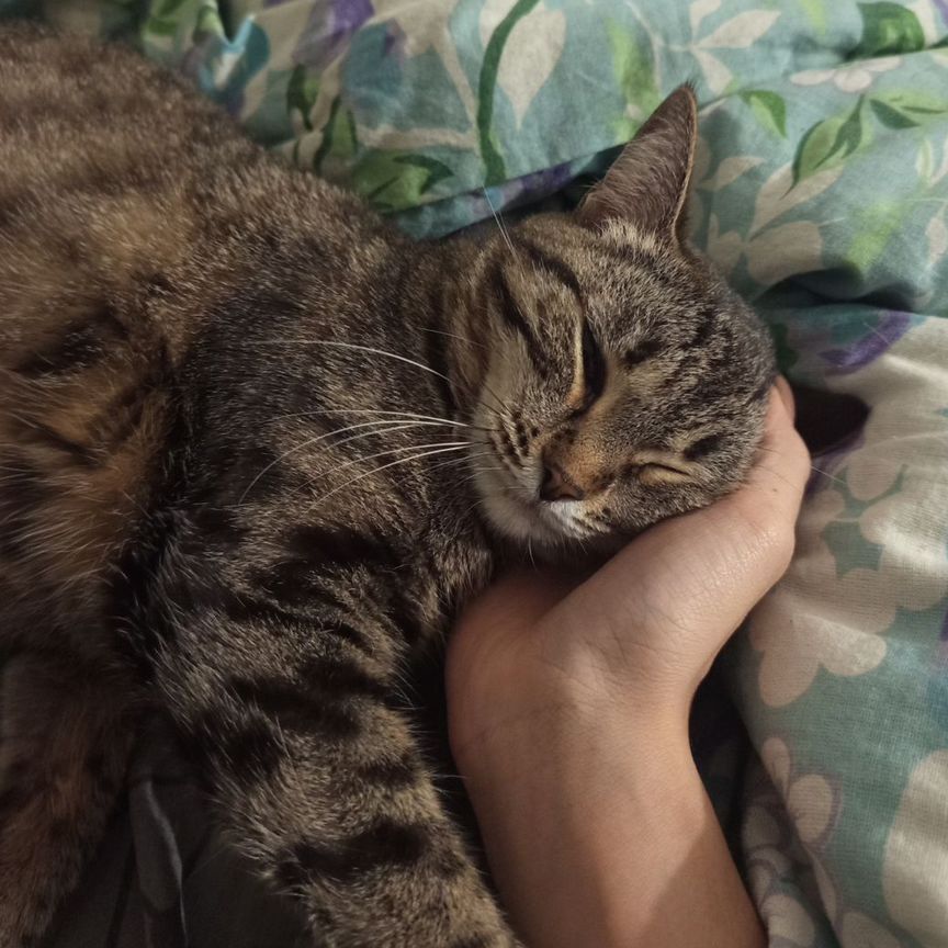 Взрослая, Девочка кошка в добрые руки