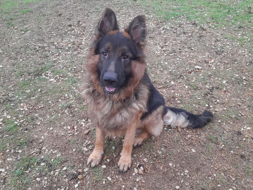 Красавец немец