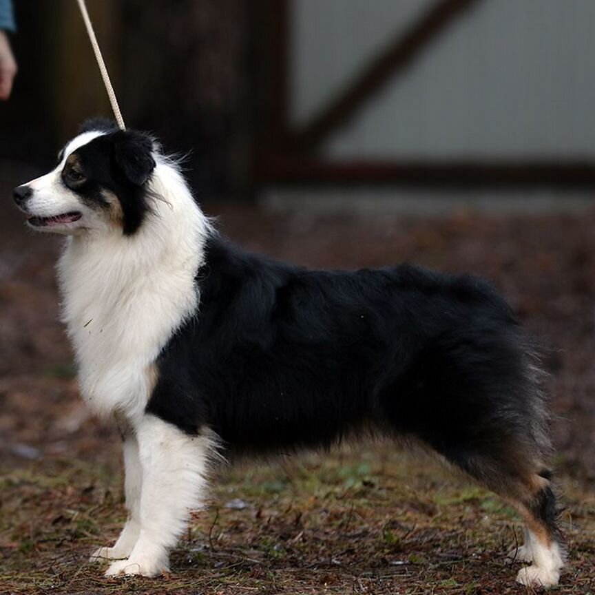 Австралийская овчарка, щенок