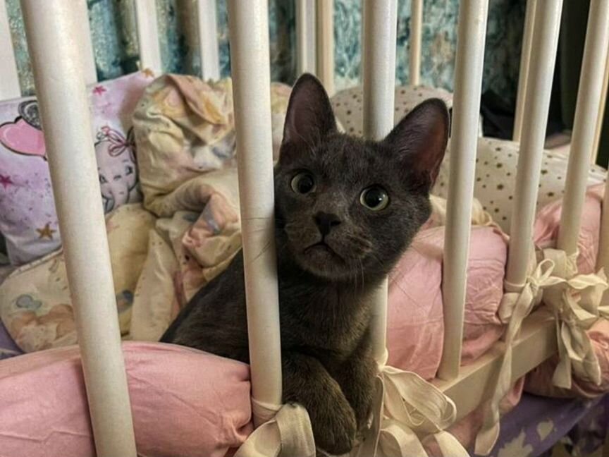 Котенок в добрые руки