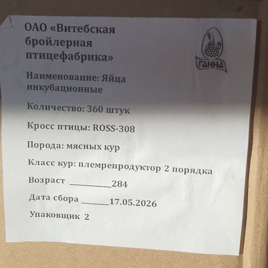 Яйцо инкубационное