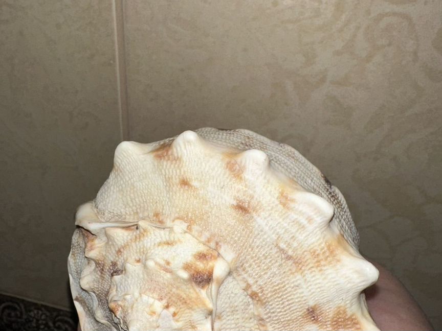 Ракушка морская большая