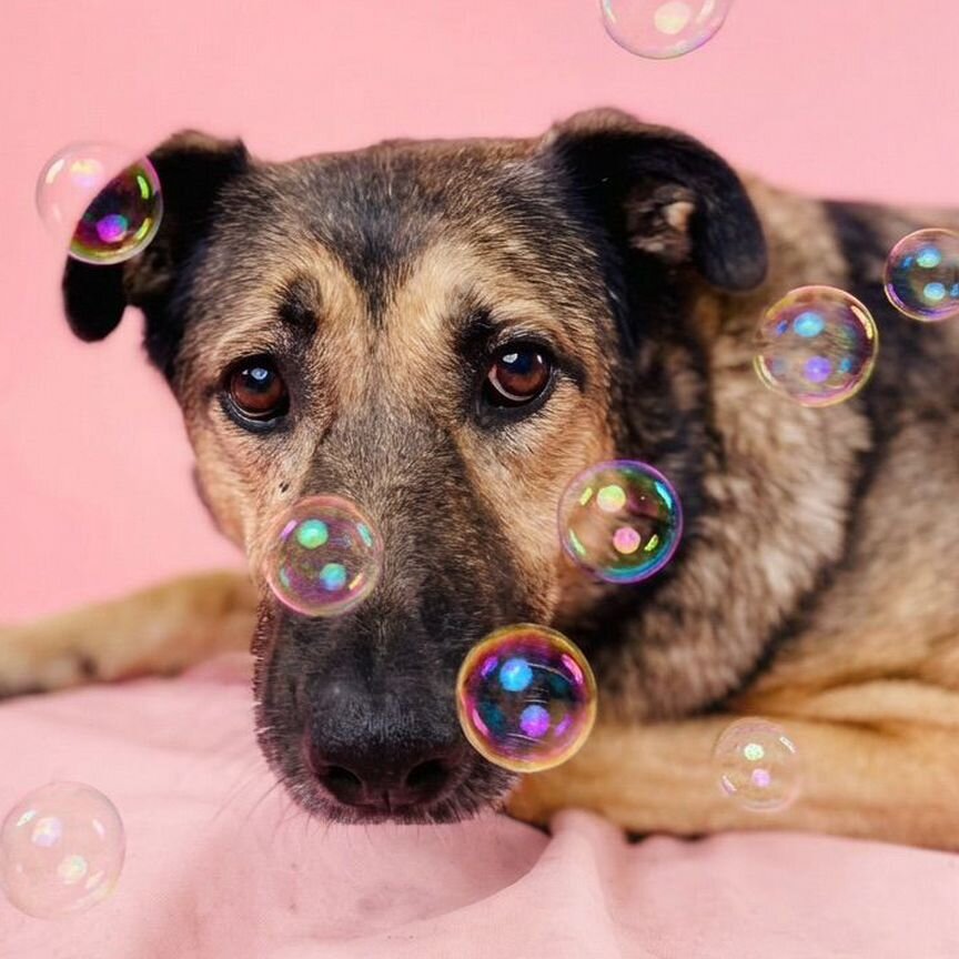 Взрослая собака в добрые руки