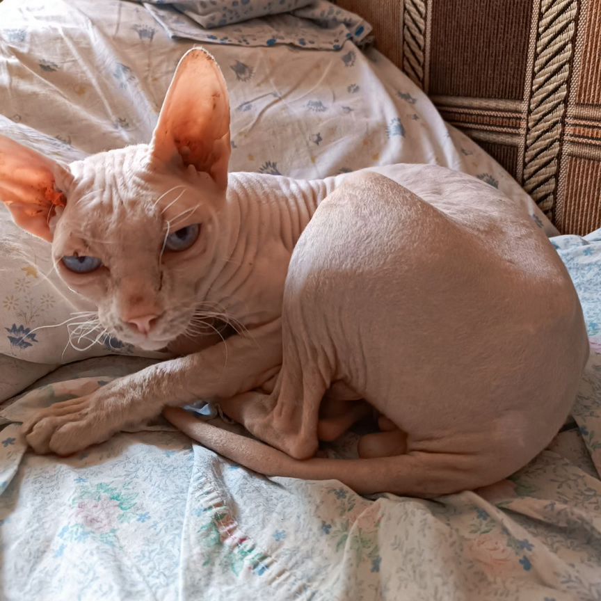 Кот породы сфинкс