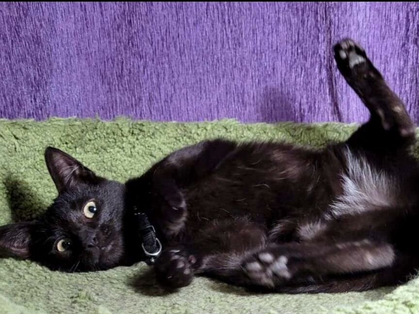Самая веселая кошечка на свете