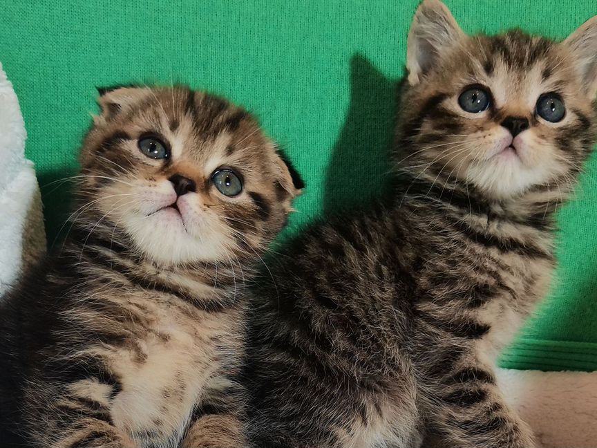 Котити полосатые
