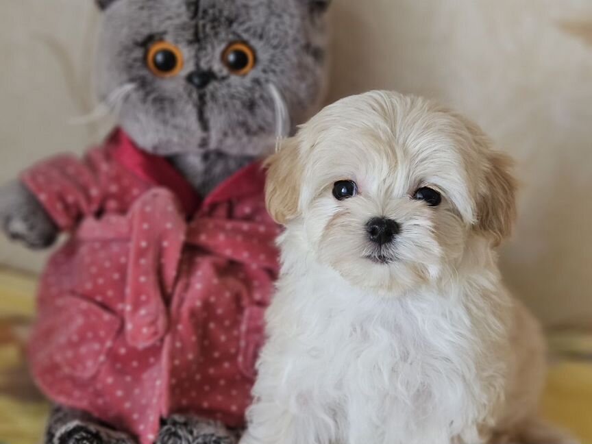 Девочка мальтипу.Элли.2месяца.Карамелька