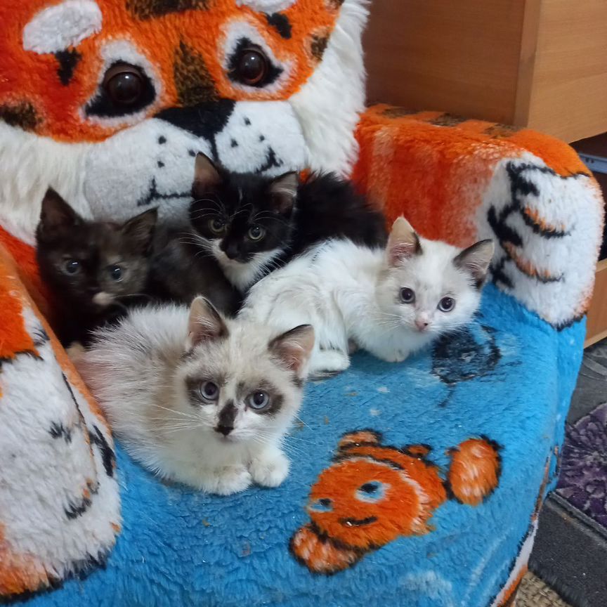 Котята