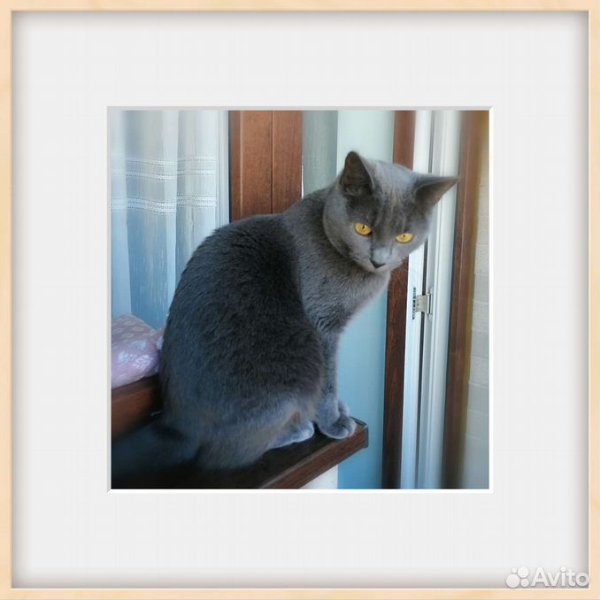 Русск(ий) голуб(ой) в добрые руки