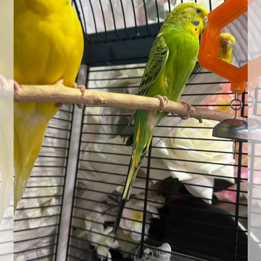 Волнистый попугай