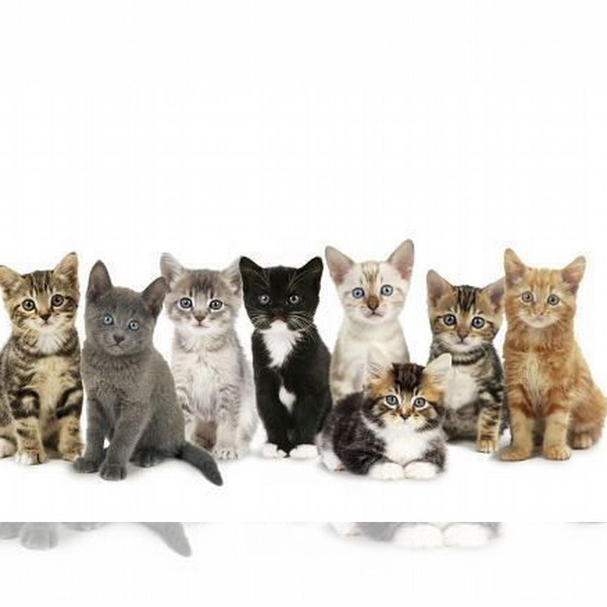 Европейский короткошёрстный котёнок