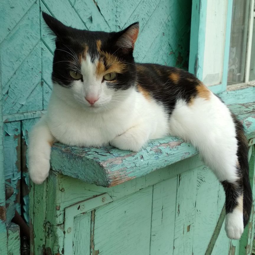 Отдам кошек