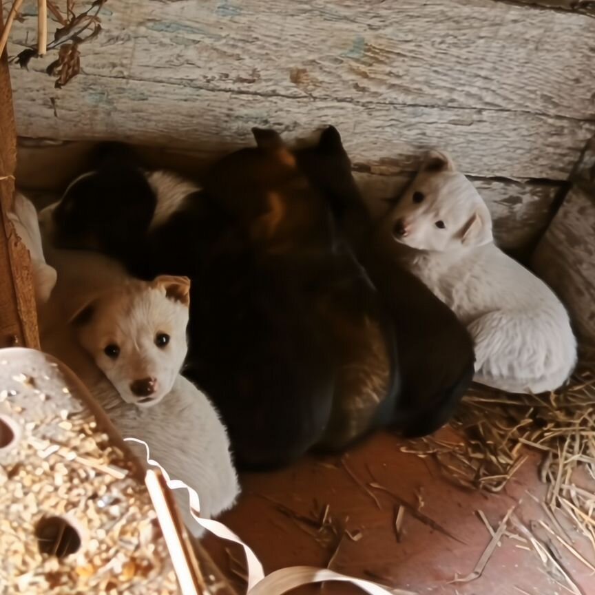 Щенок в добрые руки