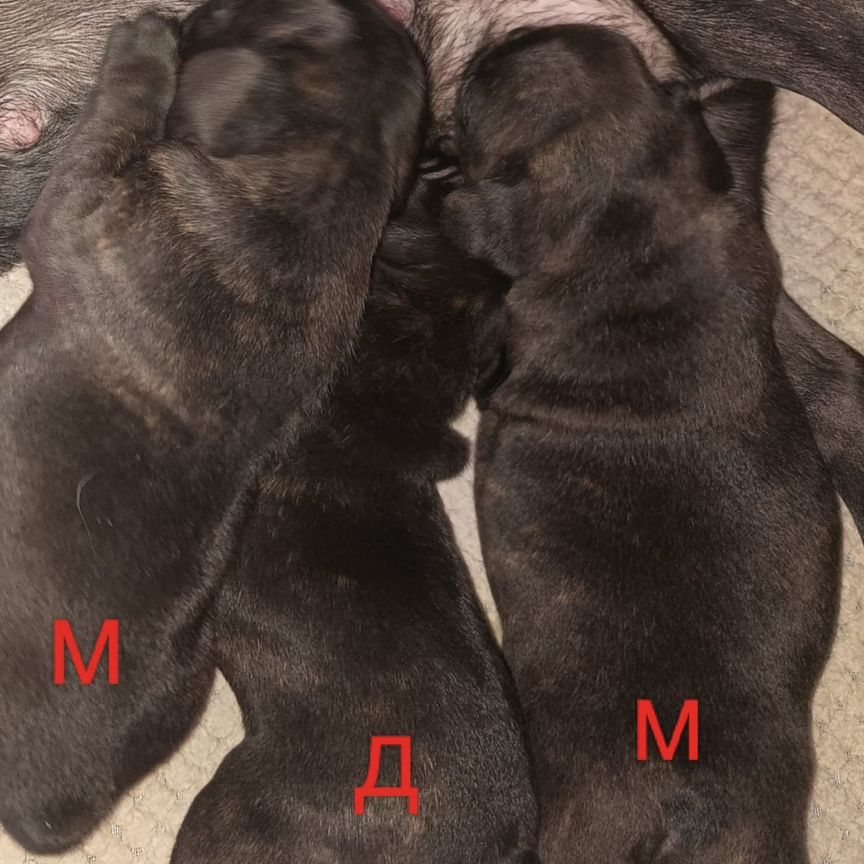 Французские бульдоги