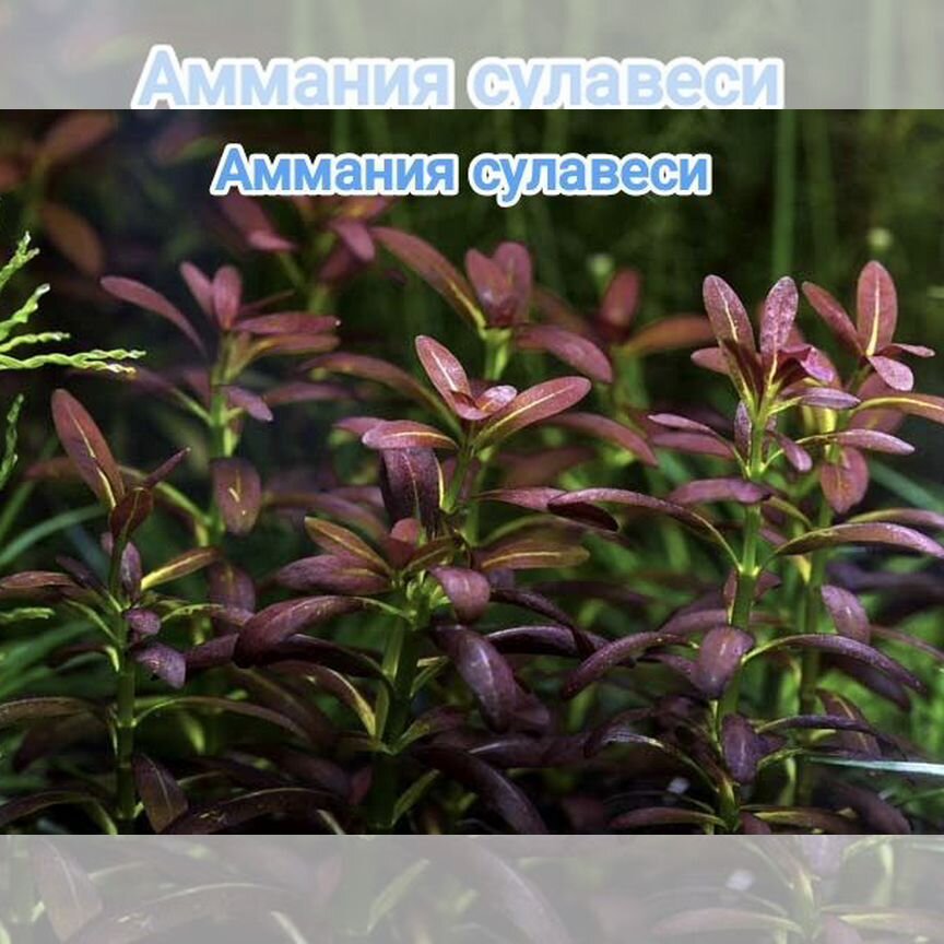 Аквариумные растения