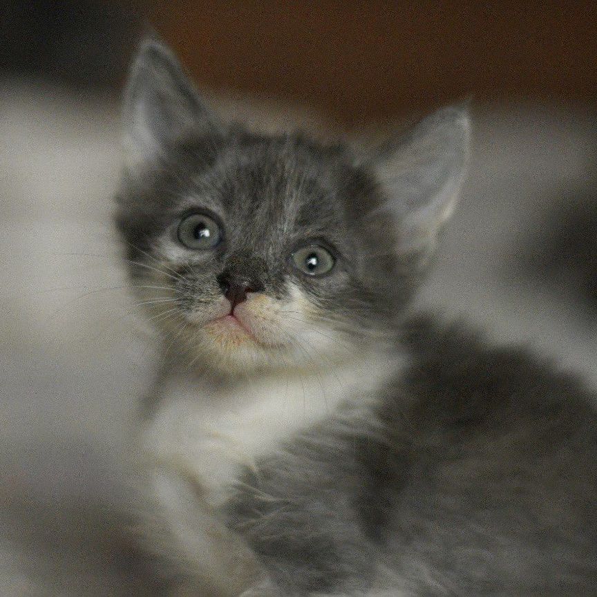 Котенок Амели в добрые руки