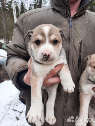 Собака в добрые руки щенок