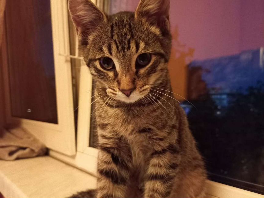 Классный котик 4 месяца ищет дом