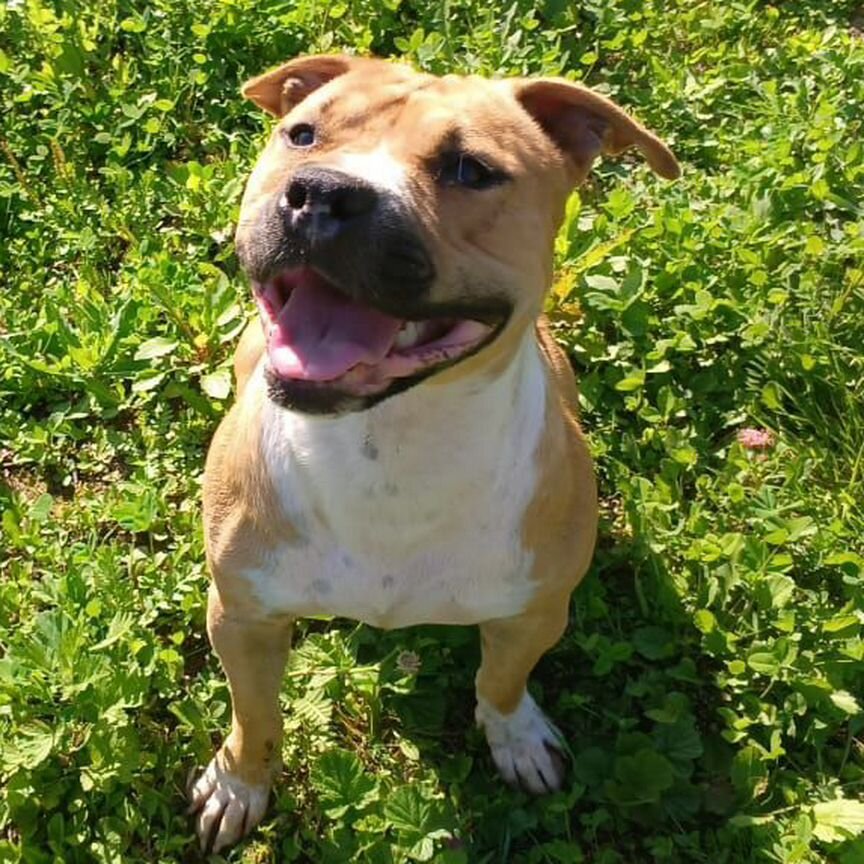 Стаффордширский терьер бесплатно