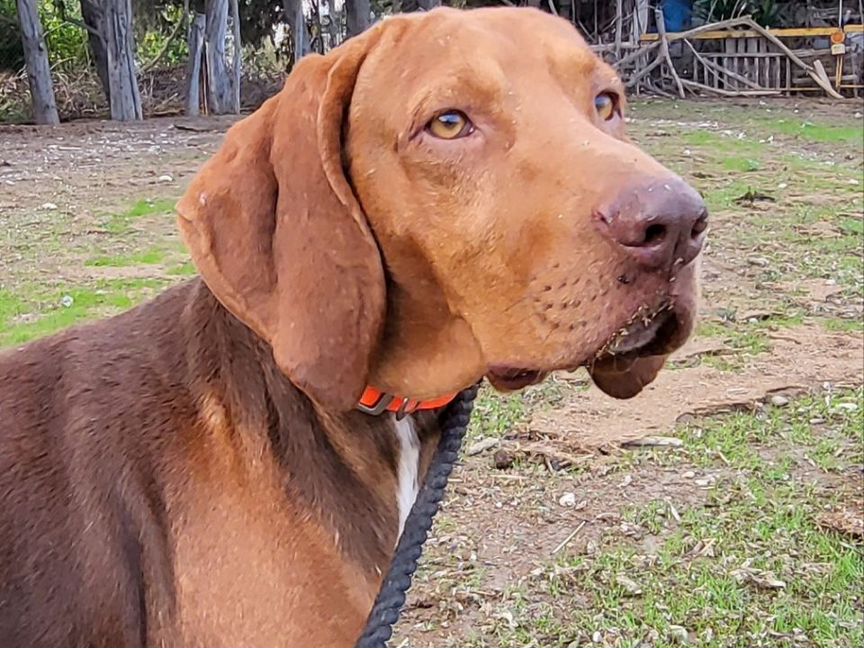 Анри ищет дом