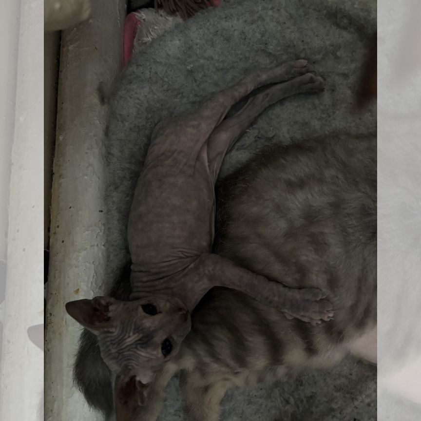 Канадский сфинкс котёнок