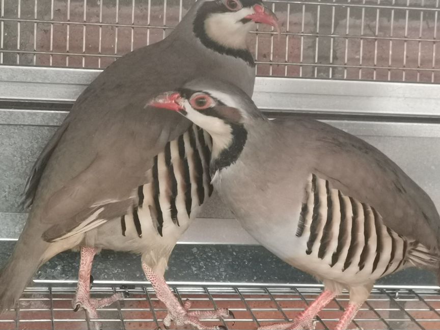 Каменная куропатка Кеклик