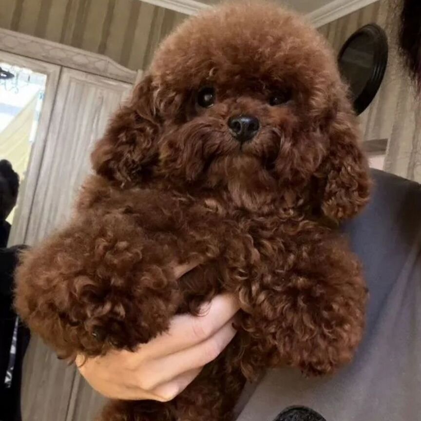 Той-пудель, взрослая собака