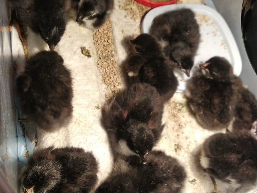 Цыплята чёрной Московской