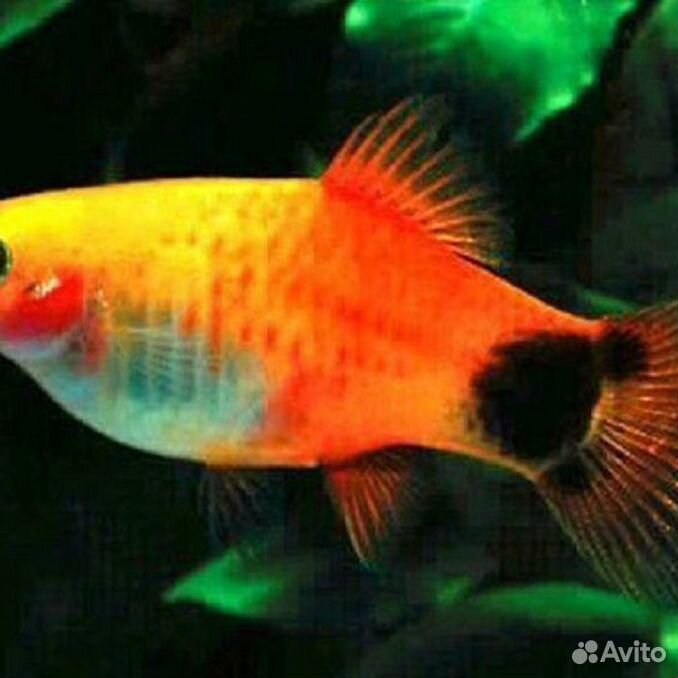 Пецилия Микки Маус Золотой (арт 6112)