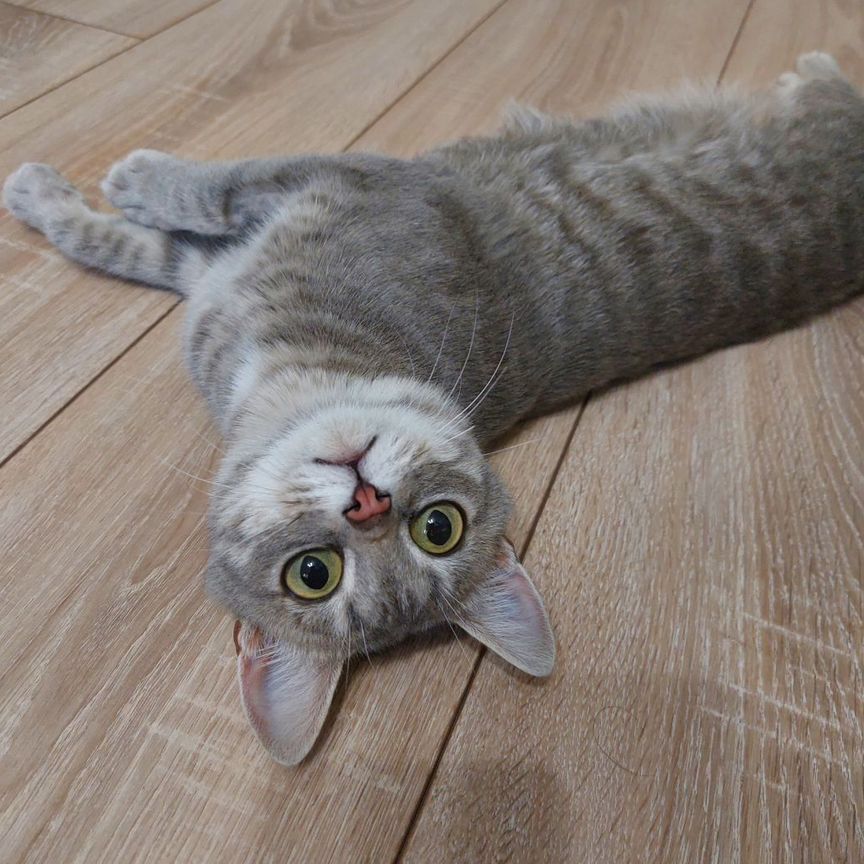 Кошечка 1 годик