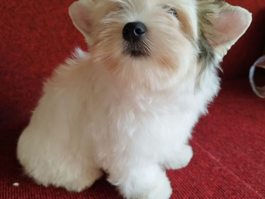 Блондин джентльмен