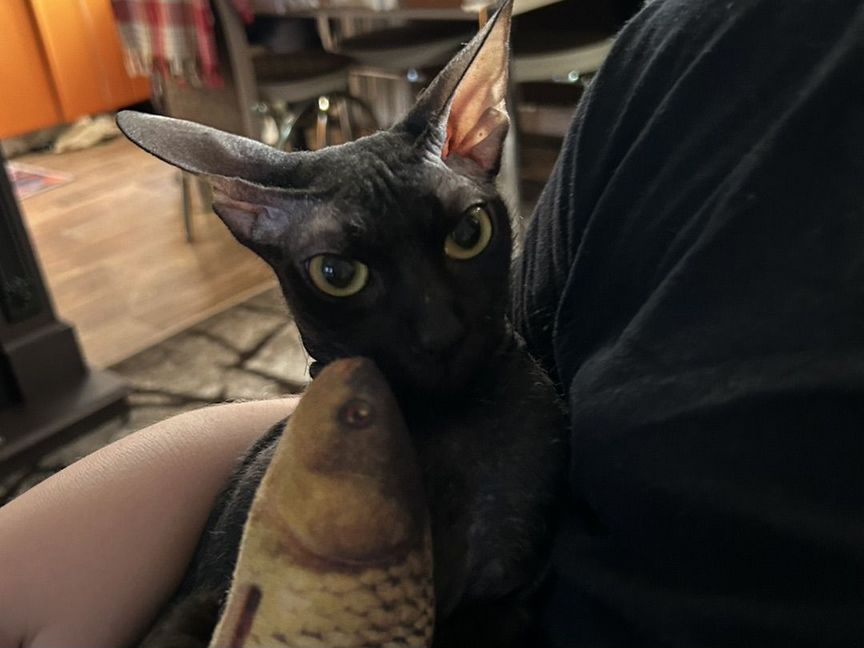 Кошка для вязки сфинкс